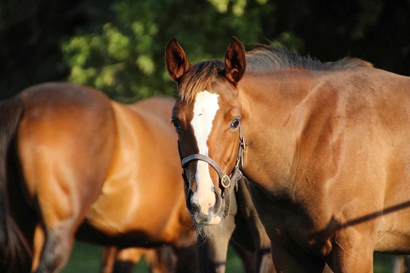 Childwickbury Stud