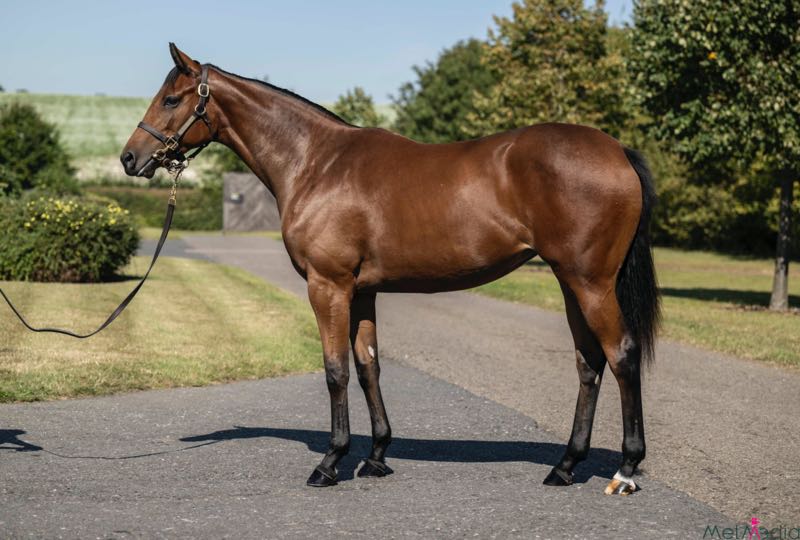 Wonder Star Shines Bright for Childwickbury Stud with Impressive Ascot ...